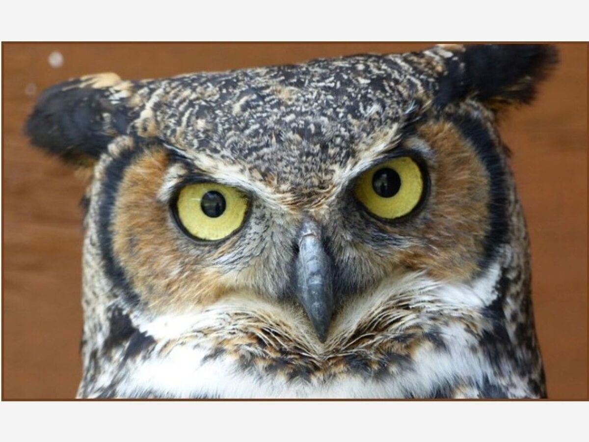 Owls from Howell | The Saline Post