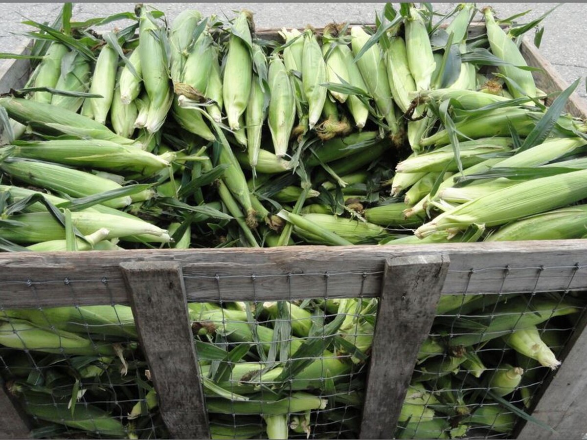 Saline Farmers Market - What Do You Like To Buy At The Farmers Market ...